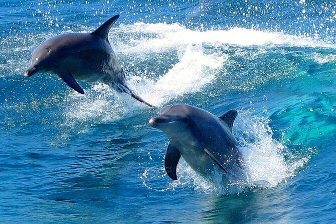 Port Stephens Experience: Incredible Adventure, Wild by Nature - A Detailed Look at the Tour