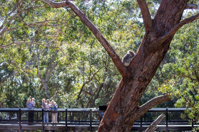 Port Stephens: Koala Sanctuary General Admission Ticket - What Makes the Port Stephens Koala Sanctuary Stand Out