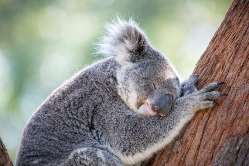 Port Stephens: Koala Sanctuary General Admission Ticket - Authentic Reviews and Visitor Insights