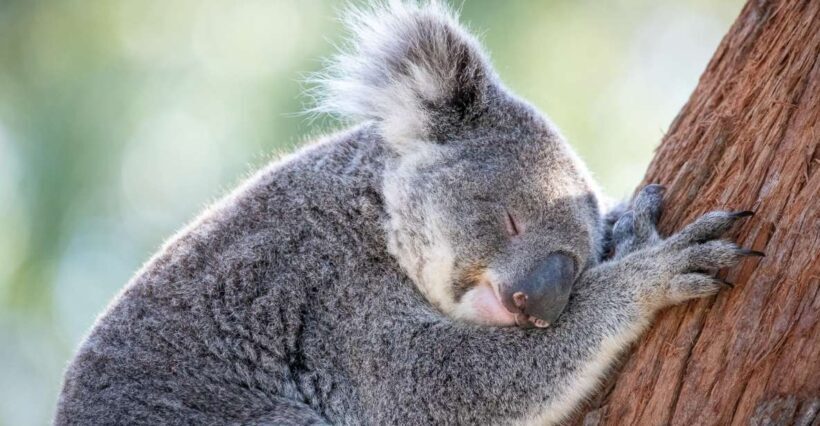 Port Stephens: Koala Sanctuary General Admission Ticket - Who Will Love This Experience?