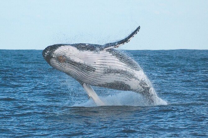Port Stephens + Whale Watching + 4WD/Sandboarding ex Sydney - Key Points