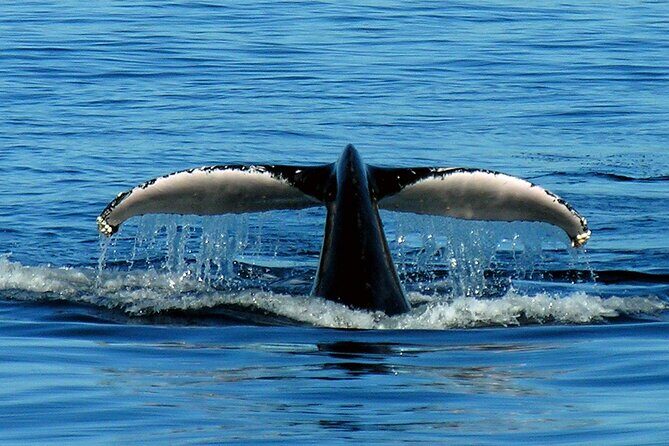 Port Stephens + Whale Watching + 4WD/Sandboarding ex Sydney - Final Thoughts: Who Is This Tour For?