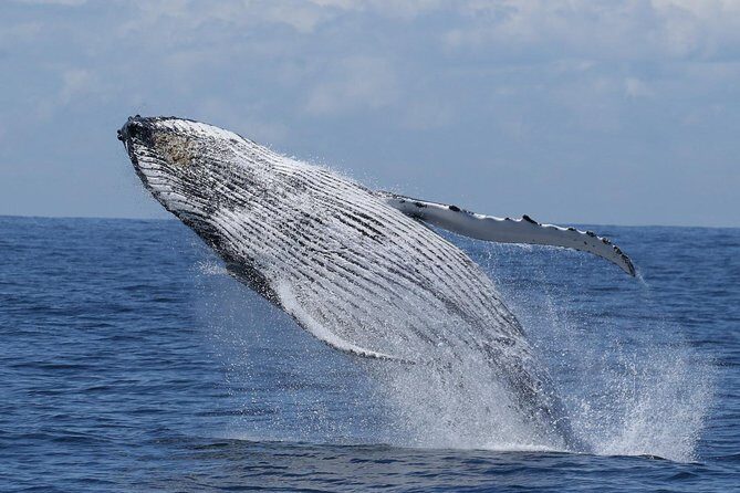Port Stephens: Whale Watching Cruise - Key Points