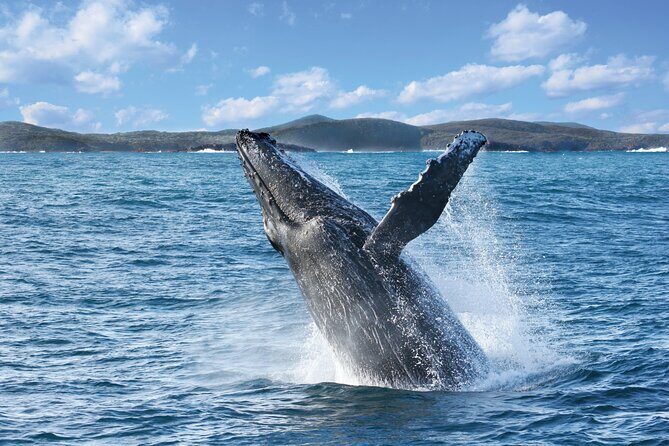 Port Stephens: Whale Watching Cruise - An In-Depth Look at the Experience