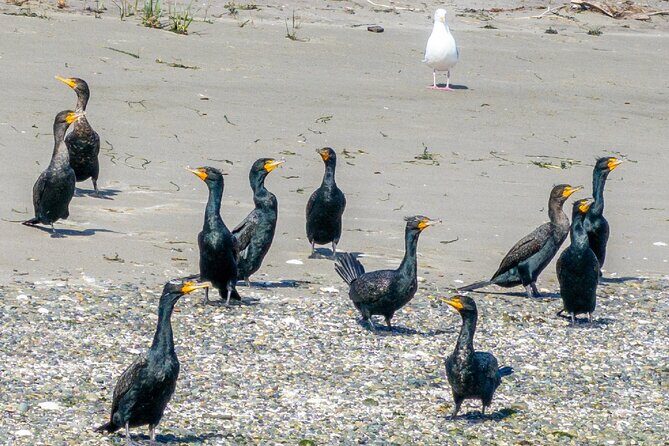 Port Townsend Wildlife Watching Cruise - An Overview of the Experience