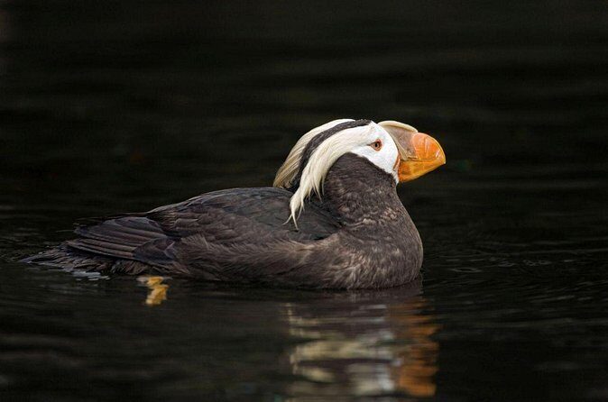 Port Townsend Wildlife Watching Cruise - The Experience Itself: A Closer Look