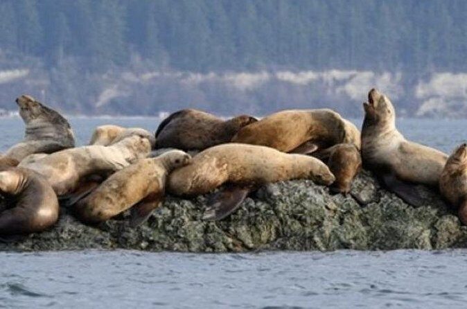 Port Townsend Wildlife Watching Cruise - The Sum Up