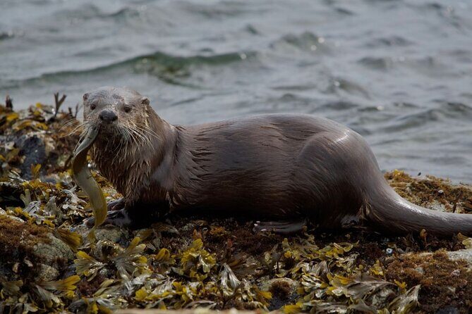 Port Townsend Wildlife Watching Cruise - FAQ