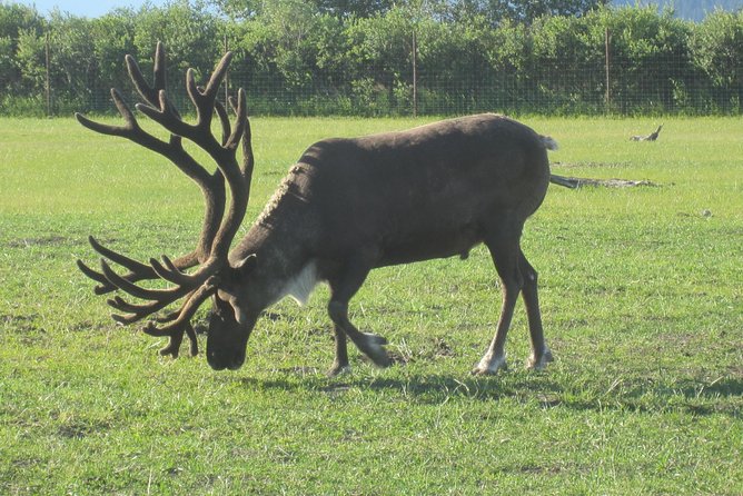 Portage Glacier Cruise and Wildlife Explorer Tour - Scenic Drive Through Chugach National Forest