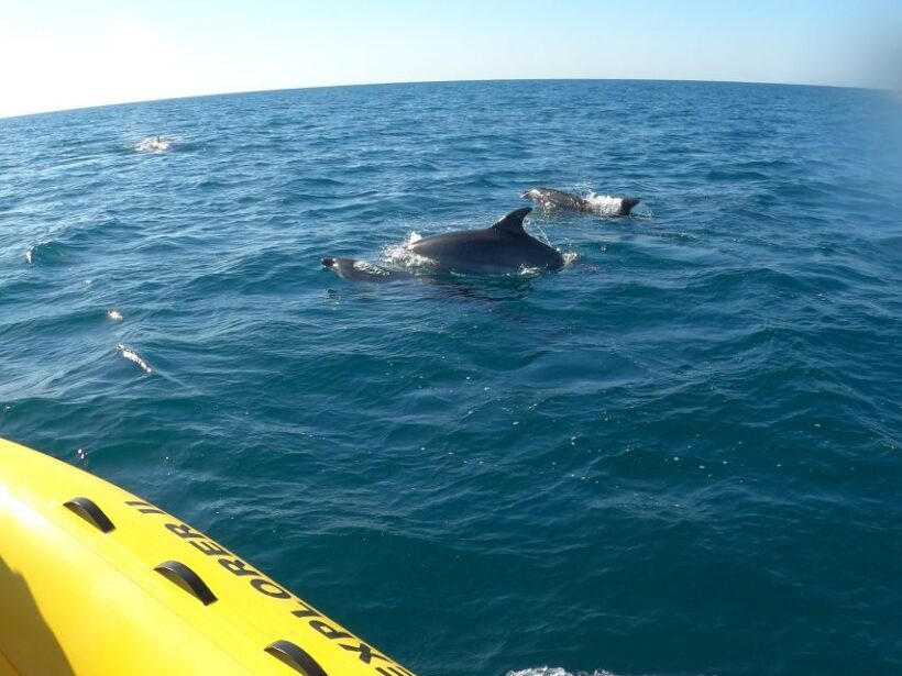 Portimão: 2-Hour Dolphin Watching Boat Tour - What to Expect from the Dolphin Watching Tour