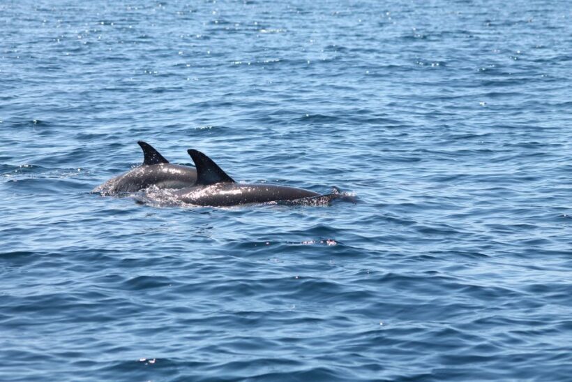 Portimão: 2-Hour Dolphin Watching Boat Tour - Practical Details and Considerations