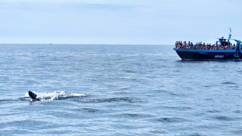 Portimão: Benagil Caves & Dolphins Watching with Biologist - Why This Tour is a Must-Do in Algarve