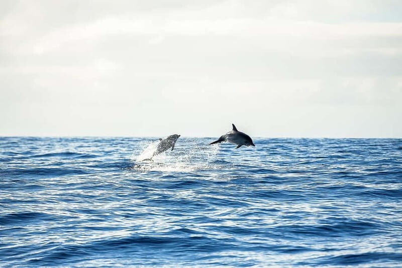 Portimão: Benagil Caves Speed Boat Tour with Sunset Option - Who Is This Tour Best Suited For?