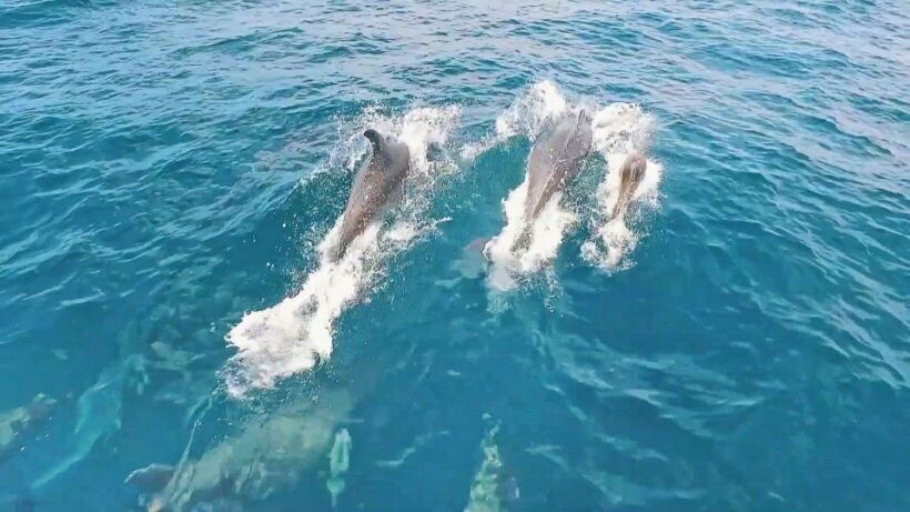 Portimão: Benagil Sea Caves Speedboat Adventure Tour - Price and Value