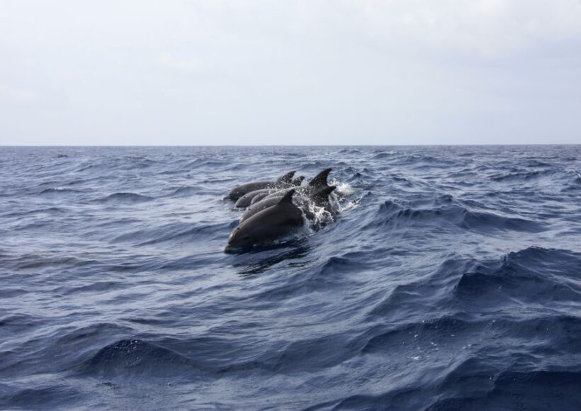 Portimão: Dophin Watching on the Algarve Coast - The Review: Balancing Pros and Cons