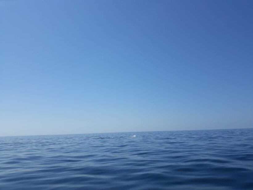 Portimão: Dophin Watching on the Algarve Coast - The Value for Money