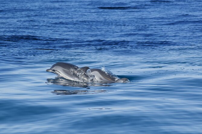 Portimão:Embark on NatureBenagil and DolphinsBiologist on board - Frequently Asked Questions
