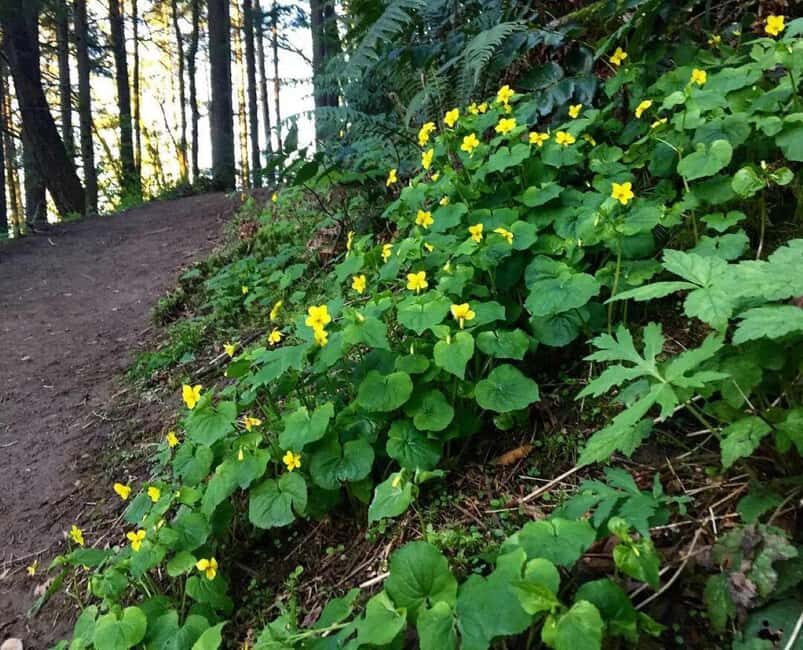 Portland: Forest Park Guided Hike with Witches Castle - An In-Depth Look at Portland’s Forest Park Guided Hike