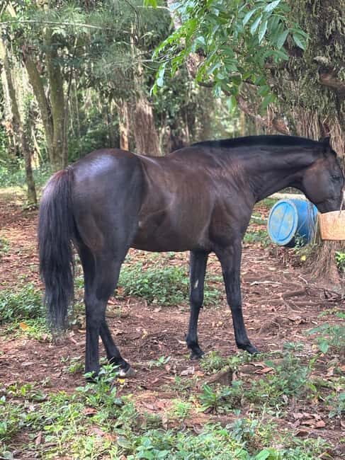Portland, Jamaica: Horseback Riding Tour - An Insider’s Look at the Portland Horseback Riding Tour