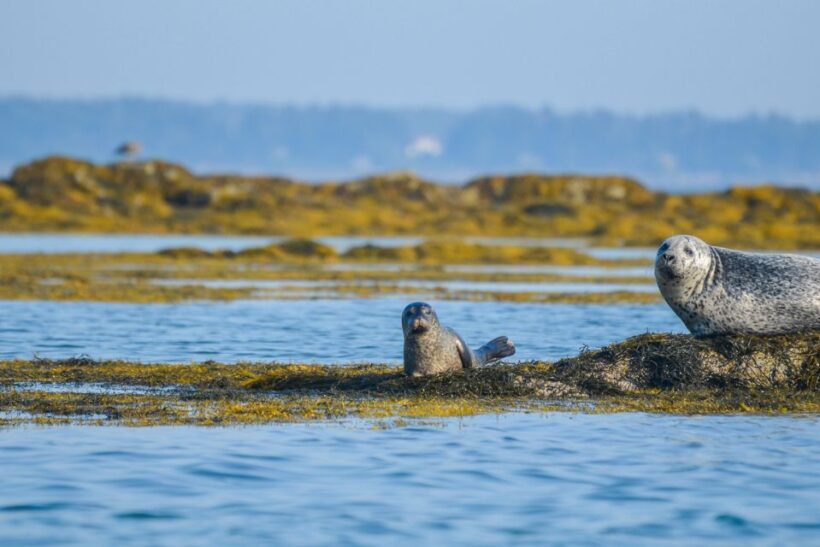 Portland: Schooner Tall Ship Cruise on Casco Bay - FAQ