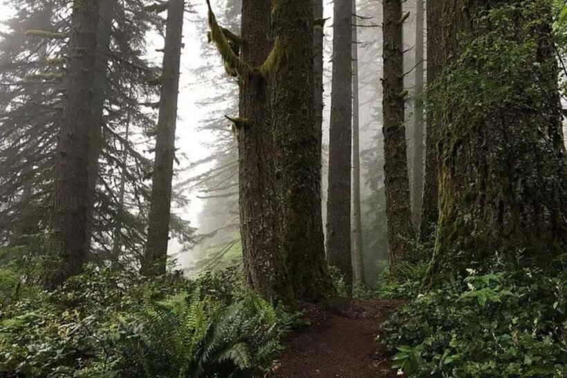 Portland: Silver Falls State Park Waterfall Hike - Key Points