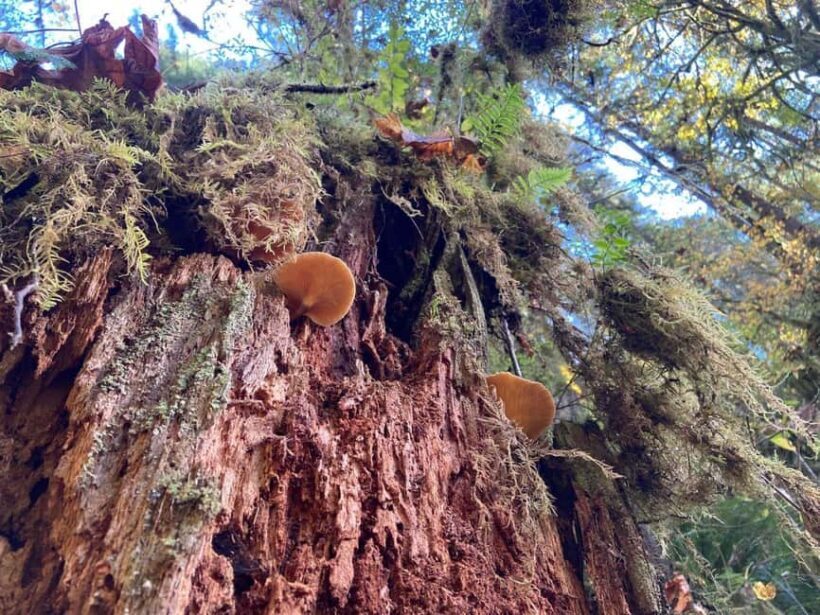 Portland: Silver Falls State Park Waterfall Hike - Exploring Silver Falls State Park with a Guided Tour