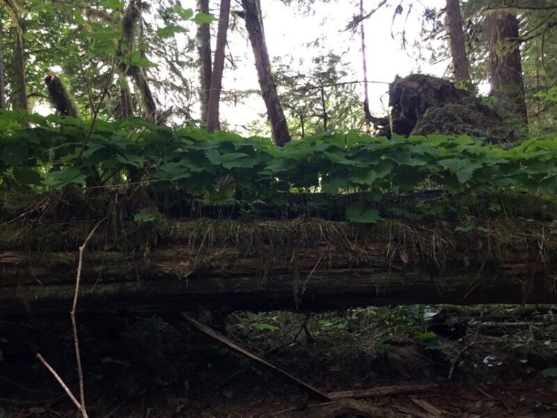 Portland: The Mt. St. Helens Adventure Tour - Frequently Asked Questions