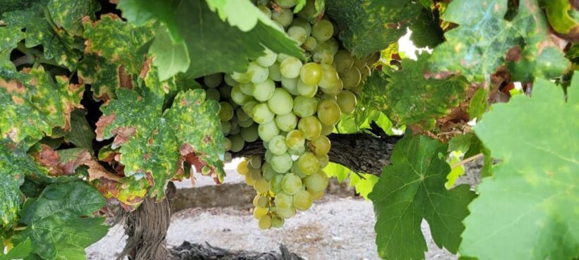 Porto ao Douro melhor experiência vinho e comida Portuguesa - Final Thoughts