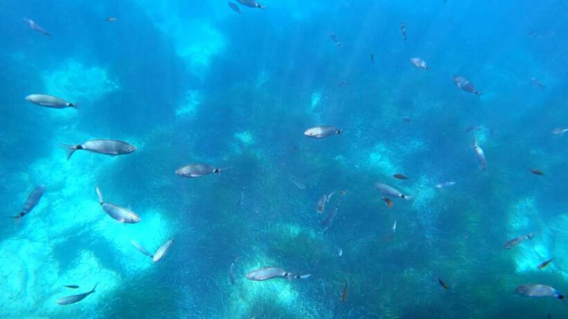Porto : Discovery of the marine fauna and flora/Bay of Porto - The Sum Up: Who Will Love This Experience?