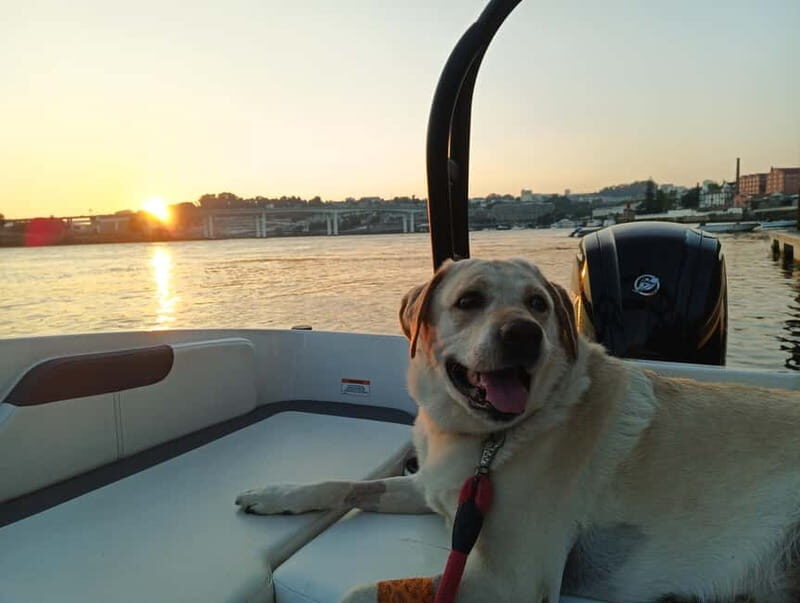 Porto: Douro River Boat Tour with Port Wine Tasting - The Sum Up