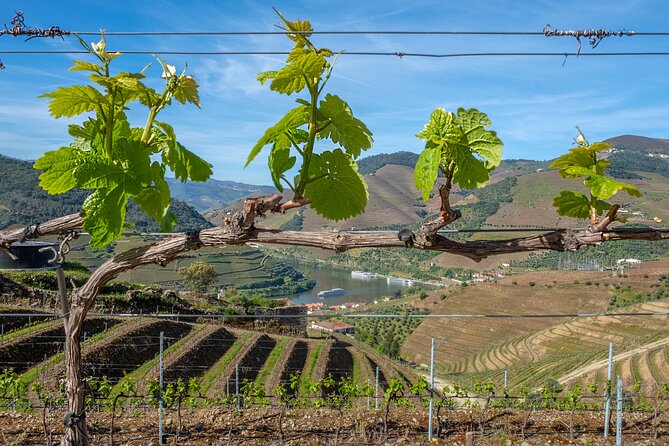 Porto: douro valey, 2 Wine regions, Sommelier, boat trip & lunch - Who Should Consider This Tour?