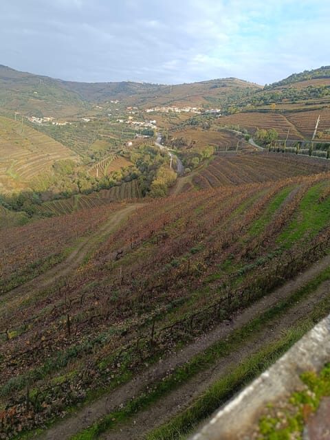 Porto: Douro valley 2 farms with wine tasting and lunch - An In-Depth Look at the Douro Valley Private Tour