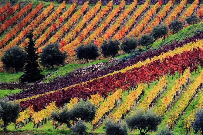 Porto Douro Valley Full-Day Wine Tasting, River Cruise and Lunch - Transportation and Amenities