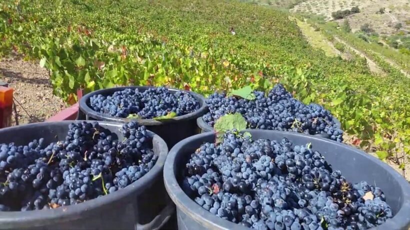 Porto: Douro Valley Tour with 2 Wineries, Lunch and Cruise - Authenticity and Overall Experience