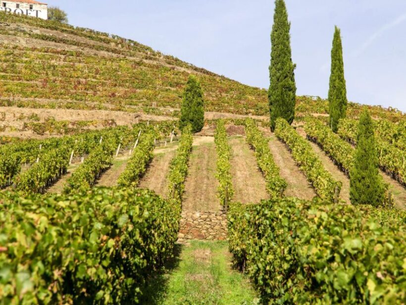 Porto: Douro Valley Tour with 3 vineyards and lunch. - Key Points