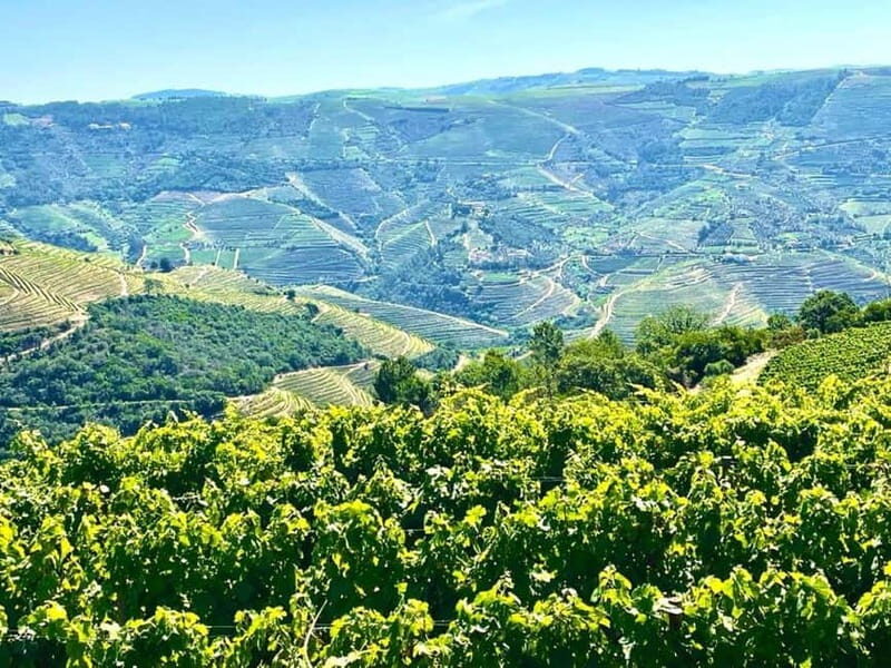 Porto: Douro Valley Tour with 3 Wineries and Lunch - FAQ: Practical Questions Answered