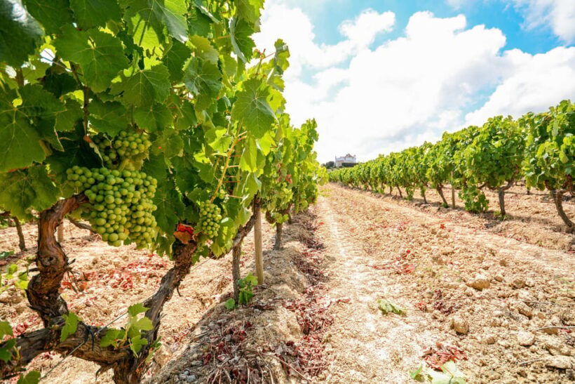 Porto: Douro Valley Wine & History Tour with Cruise & Lunch - What Reviews Say About This Tour