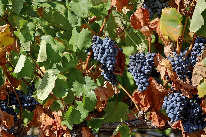 Porto: Douro Valley Wine Tour Including Lunch - Practical Information and Logistics