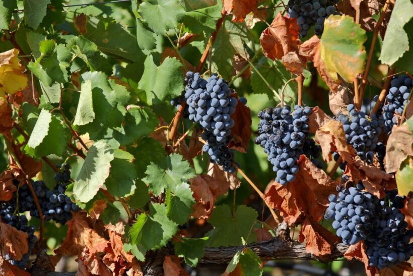Porto: Douro Valley Wine Tour - The Sum Up