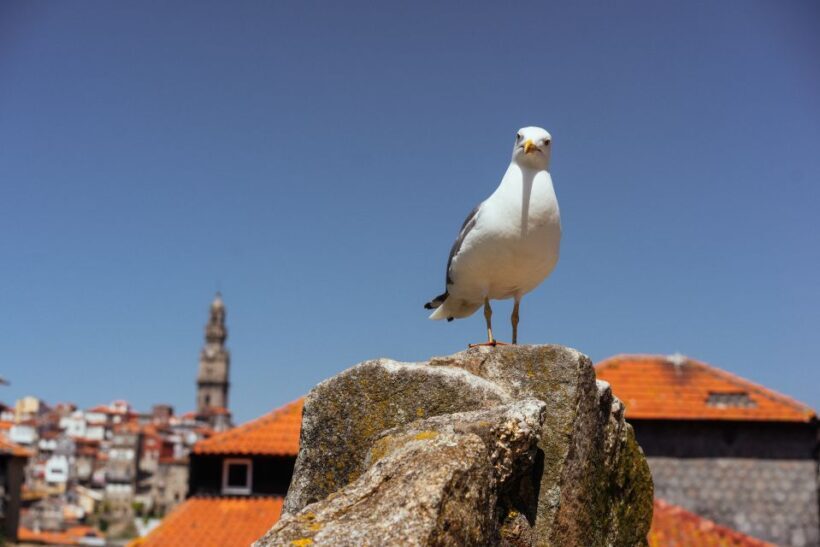 Porto: Harry Potters Inspiration Tour - The Real Value of This Tour