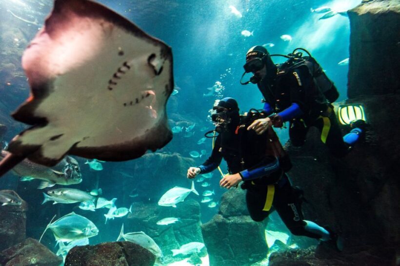 Porto Moniz: Diving with Sharks and Rays in Madeira Aquarium - An In-Depth Look at the Madeira Aquarium Diving Experience