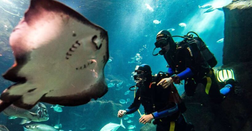 Porto Moniz: Diving with Sharks and Rays in Madeira Aquarium - Final Thoughts: Is It Worth It?