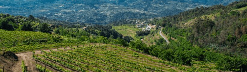 Porto: Private Green Wine Tour: Visit 2 Wine Estates & Lunch - An In-Depth Look at the Itinerary