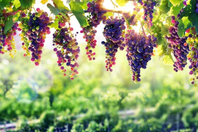 Porto: Private Tour - Wineries, Tastings, Picnic, boat trip - Deep Dive into the Douro Experience