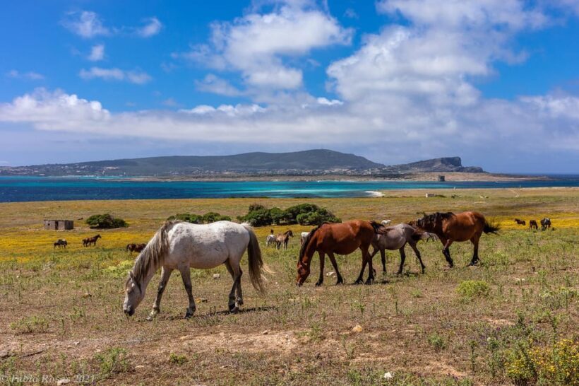 Porto Torres: rent your mountain bike to discover Asinara - Practical Tips for a Smooth Day