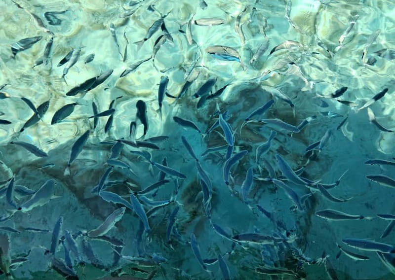 Porto-Vecchio : Discover Nature Through the Lavezzi Islands - Value and Experience