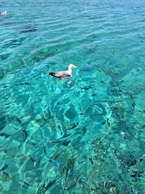 Porto-Vecchio : Discover Nature Through the Lavezzi Islands - FAQ