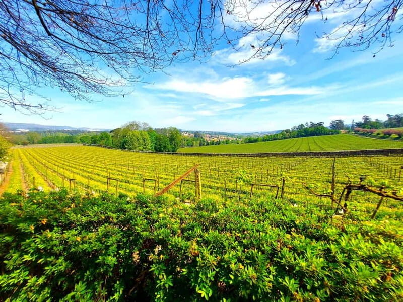 Porto: Wine Tastings (Green Wine) & Lunch & Porto Old Tour - Vineyard and Winery Visit: A Deep Dive into Vinhos Verdes