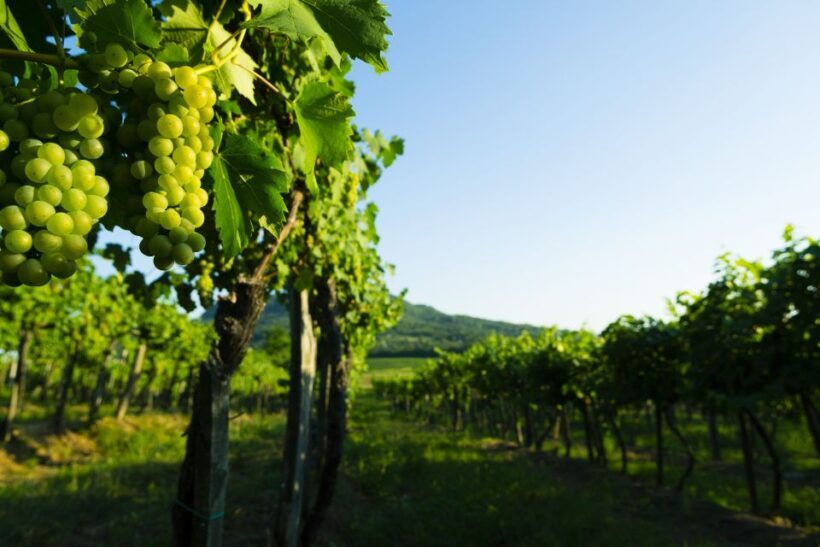 Portugal: Bairrada Private Tour - What’s Included and What to Keep in Mind