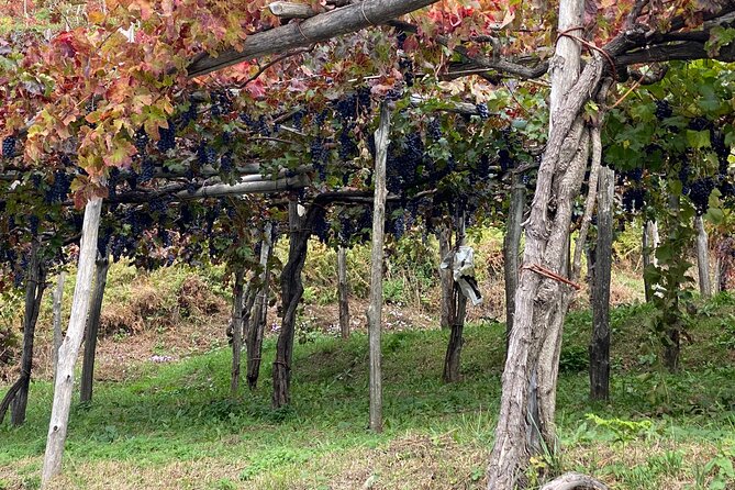 Positano Private Transfer From/To Naples With Pompeii Guided Tour - Customizing Your Transfer and Tour Experience